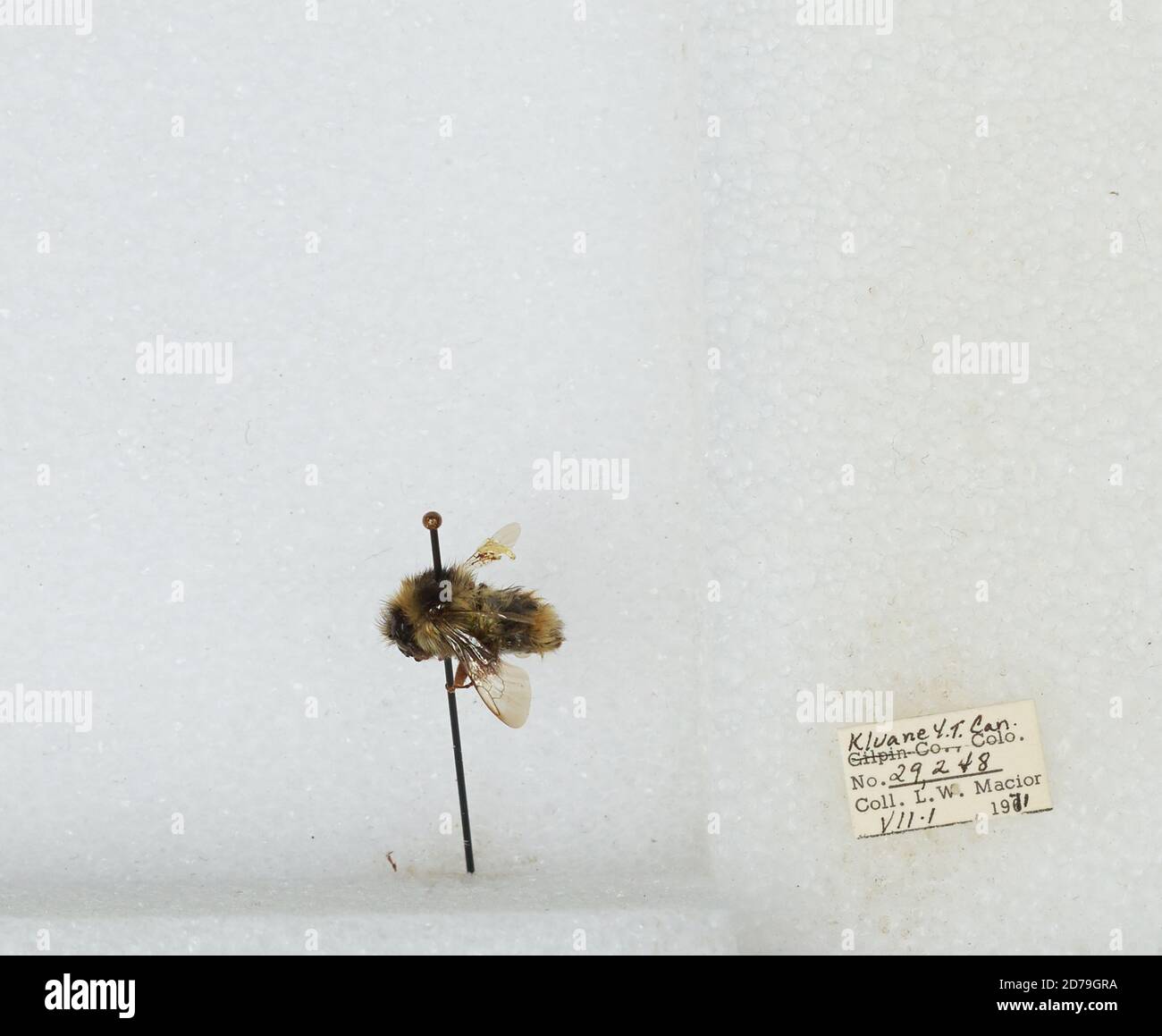 Kluane, Yukon Territory, Canada, Bombus bifarius nearcticus, Animalia ...