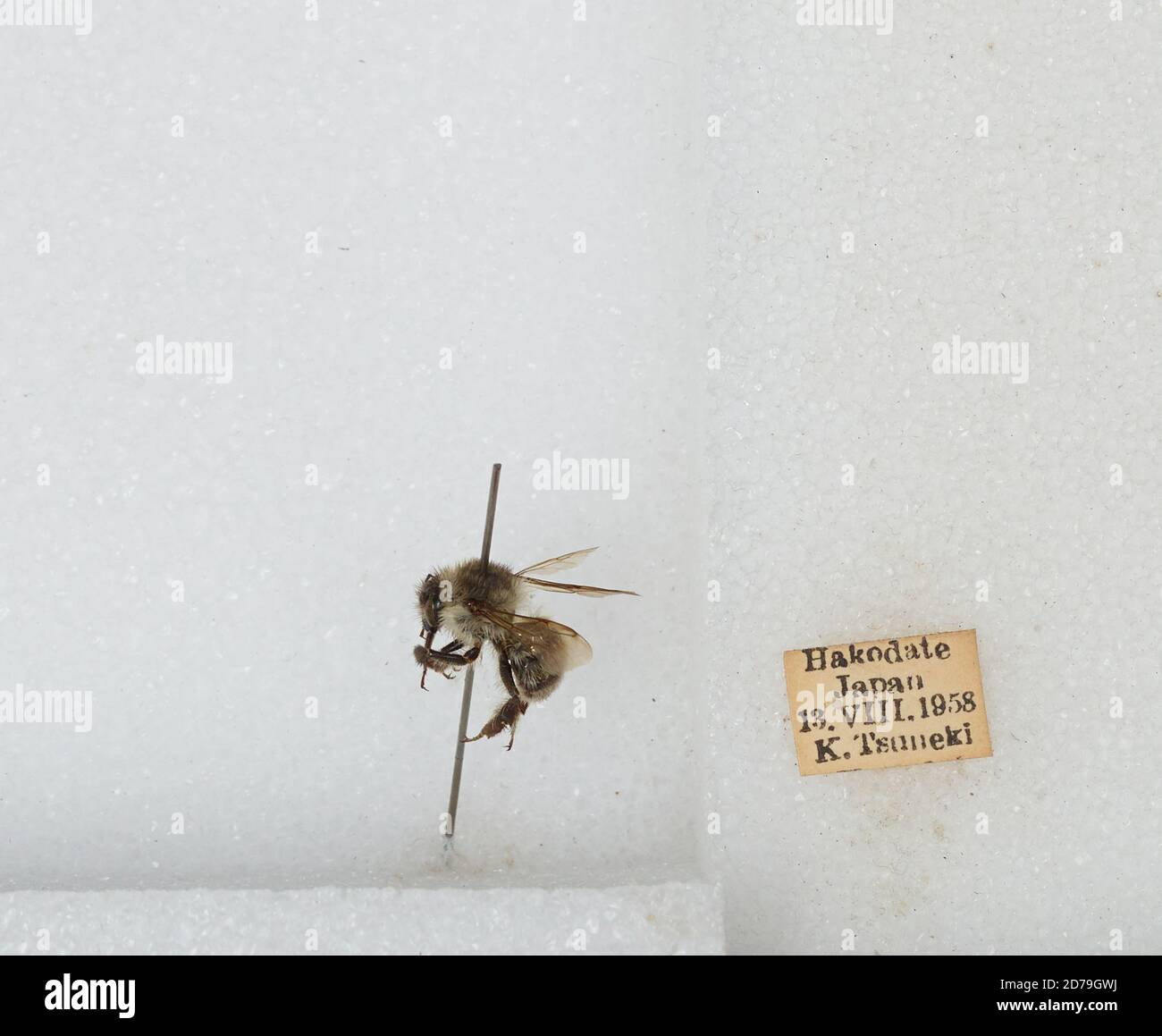 Hakodate, Hokkaido, Japan, Bombus sp., Animalia, Arthropoda, Insecta, Hymenoptera, Apidae ...