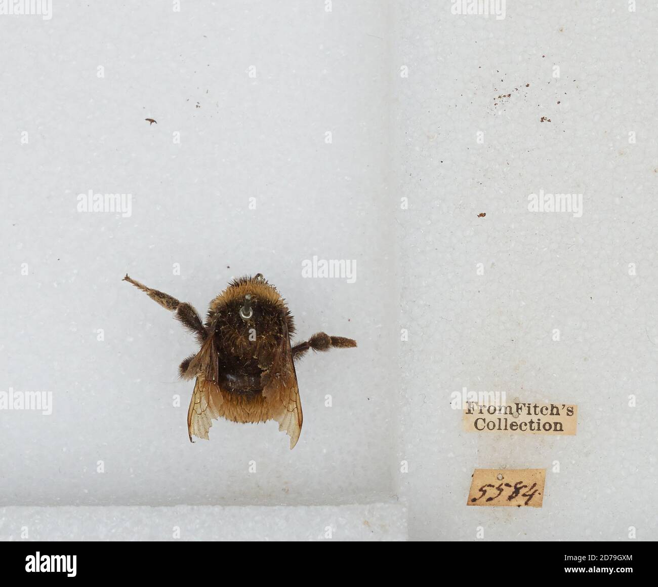 Bombus sp., Animalia, Arthropoda, Insecta, Hymenoptera, Apidae, Apinae ...