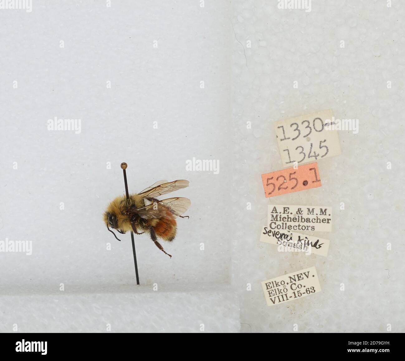 Elko, Nevada, United States, Bombus sp., Animalia, Arthropoda, Insecta ...