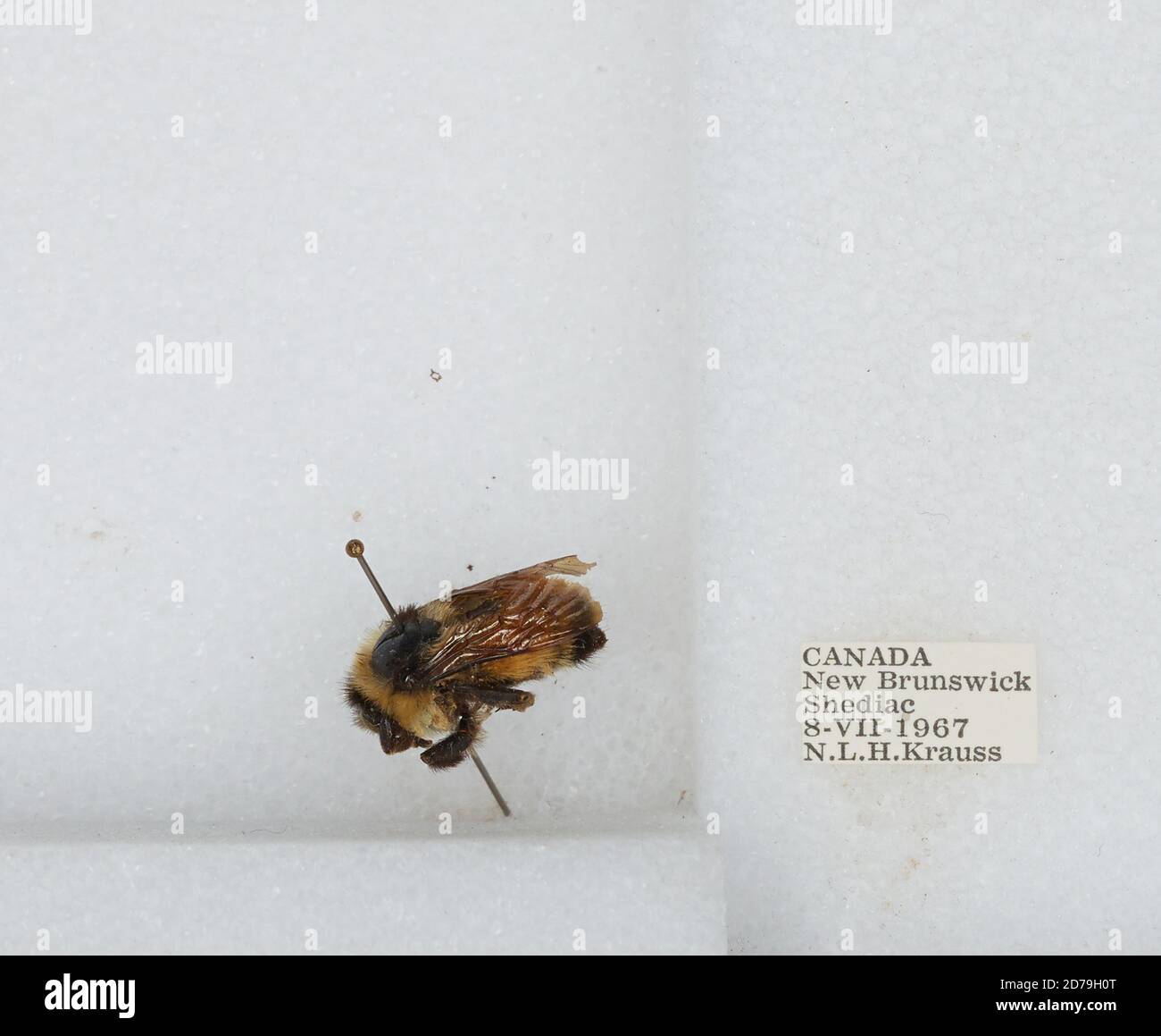 Shediac, Westmorland, New Brunswick, Canada, Bombus sp., Animalia ...