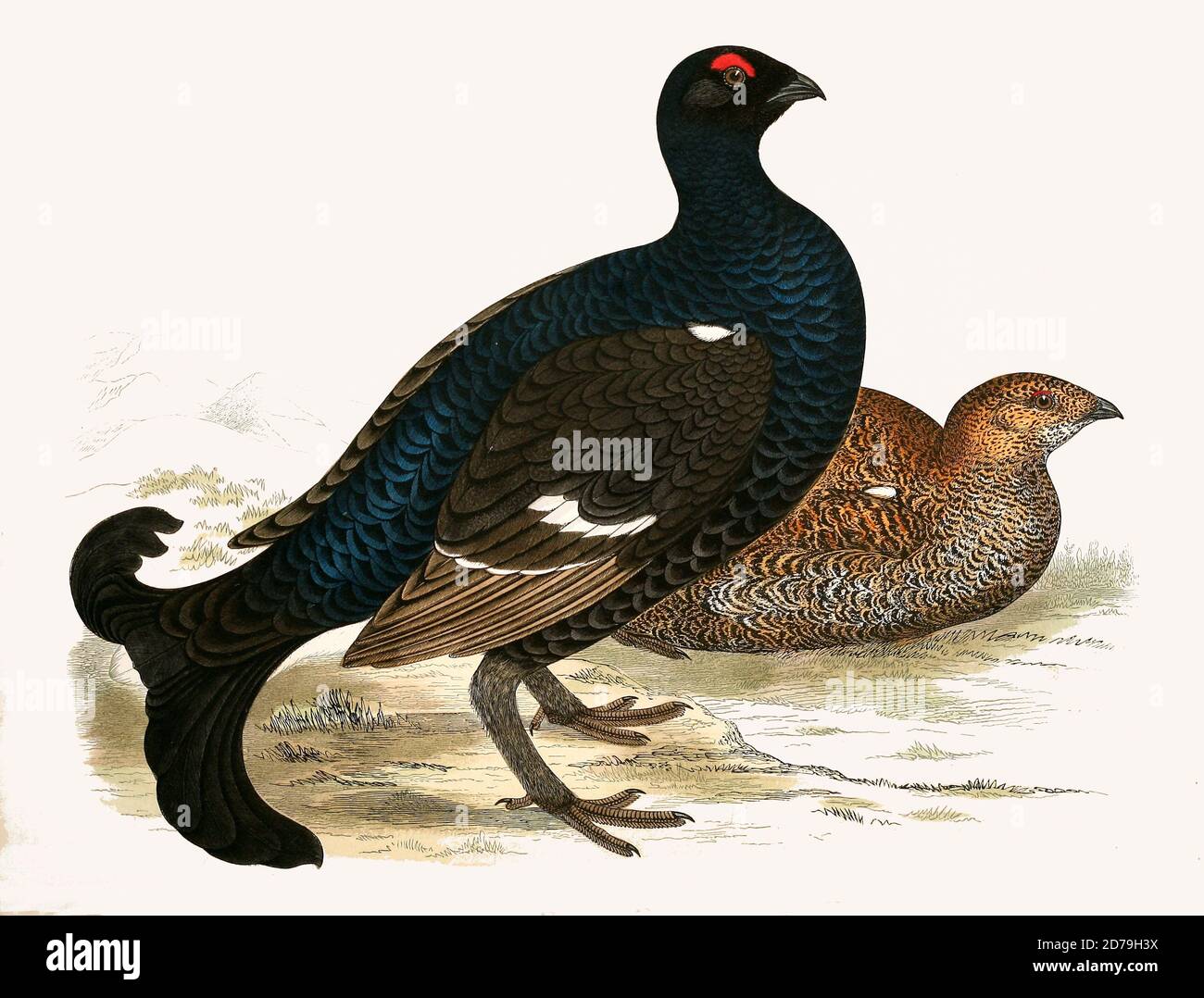 illustration, engraving, painting, bird, birds Stock Photo - Alamy