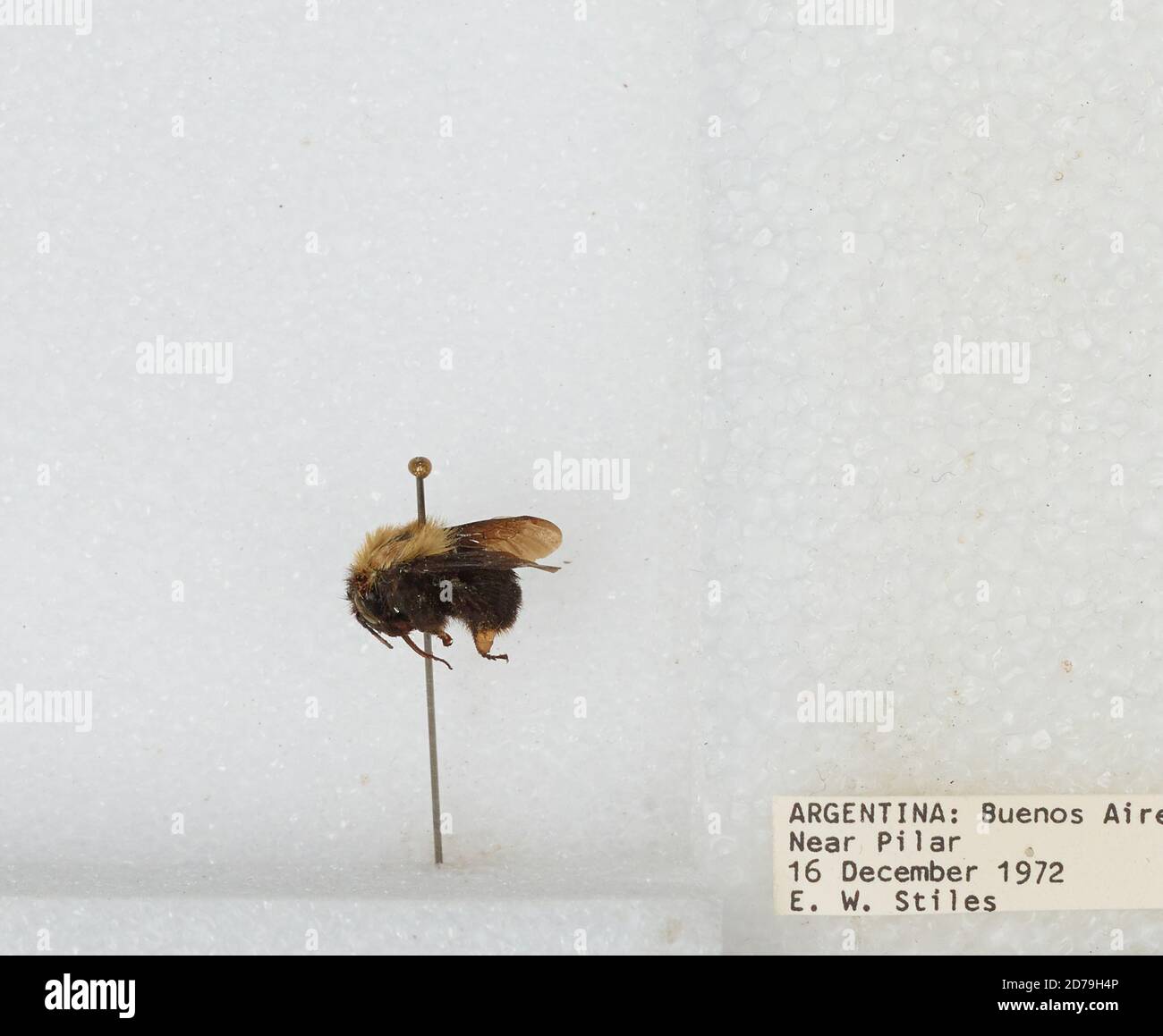 Near Pilar, Buenos Aires, Argentina, Bombus sp., Animalia, Arthropoda ...