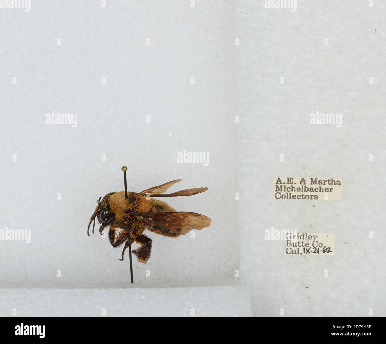 Gridley, Butte, California, United States, Bombus sp., Animalia ...