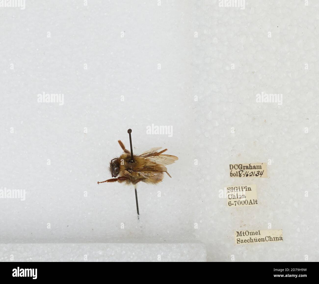 Si Gi Pin Mount Emei, Sichuan, China, Bombus sp., Animalia, Arthropoda ...