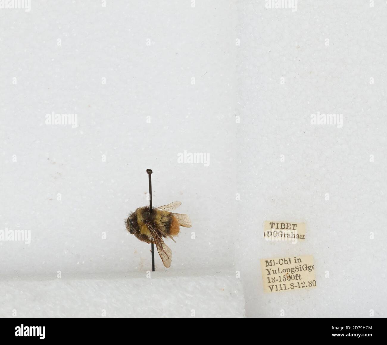 Mi-Chi in Yu Long Si Gorge, Tibet Autonomous Region, China, Bombus sp ...