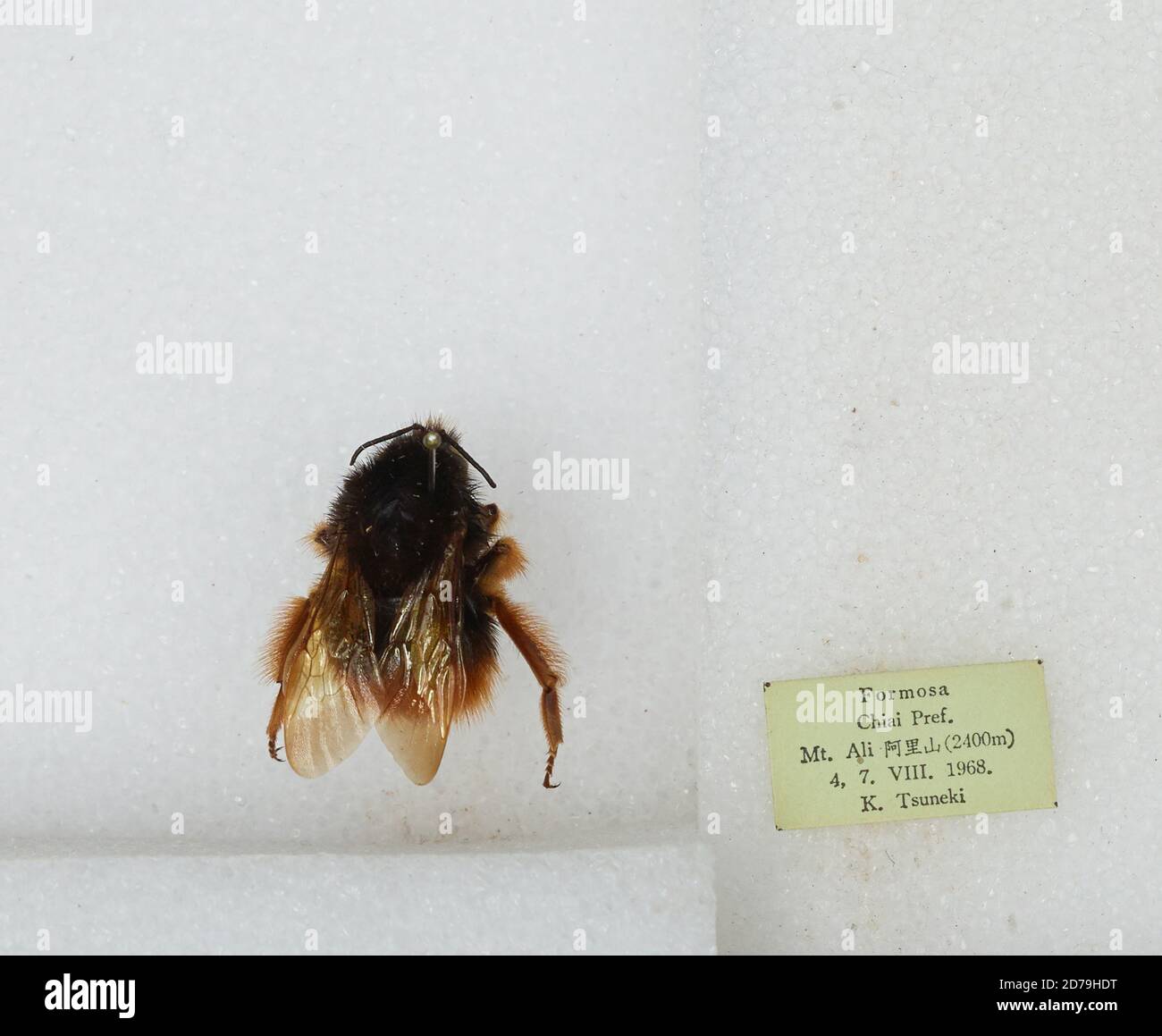Mt. Ali, Chiayi, Taiwan, Bombus sp., Animalia, Arthropoda, Insecta ...