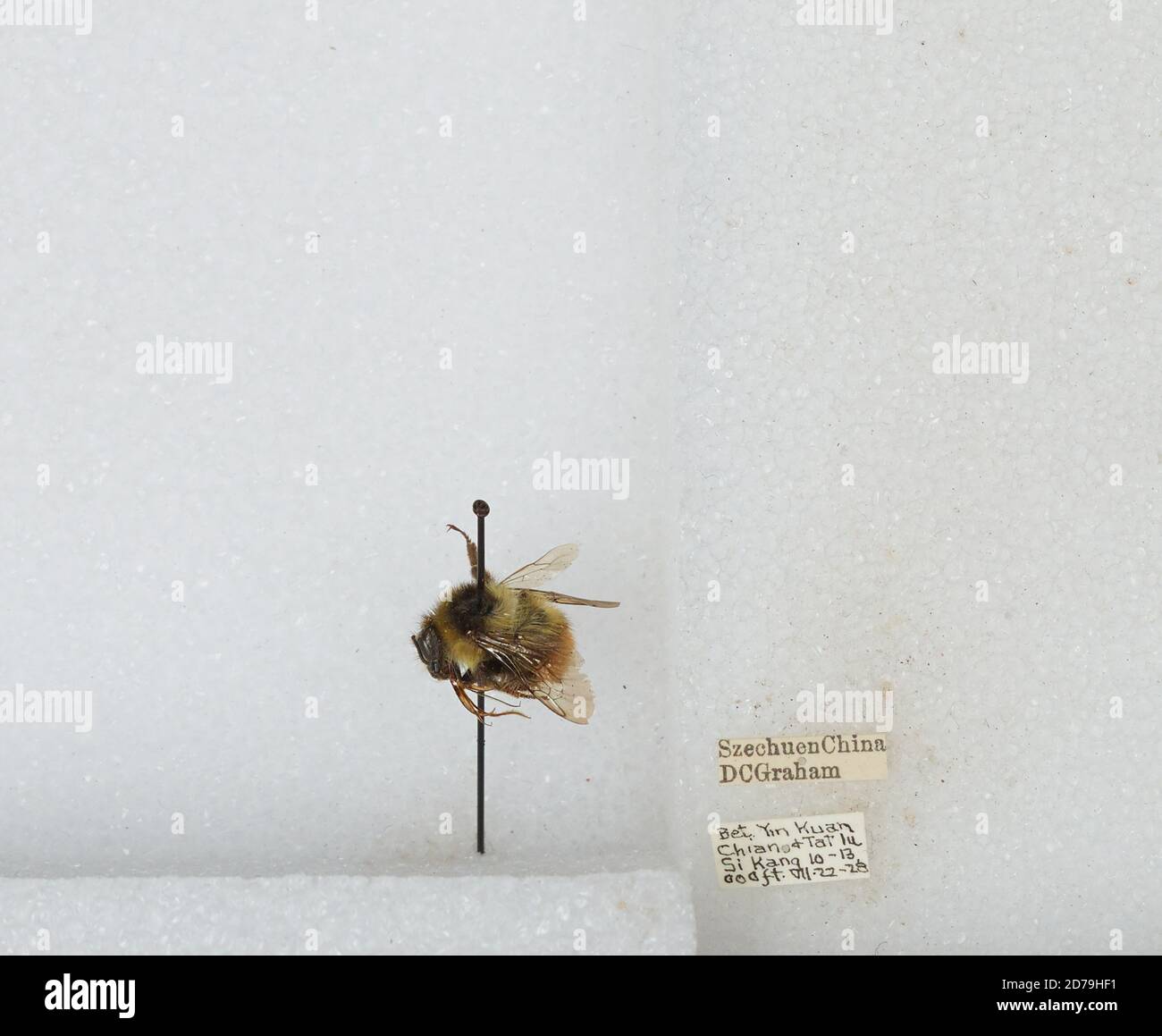 Between Yin Kuan Chian & Tat Lu Si Kang, Sichuan, China, Bombus sp ...