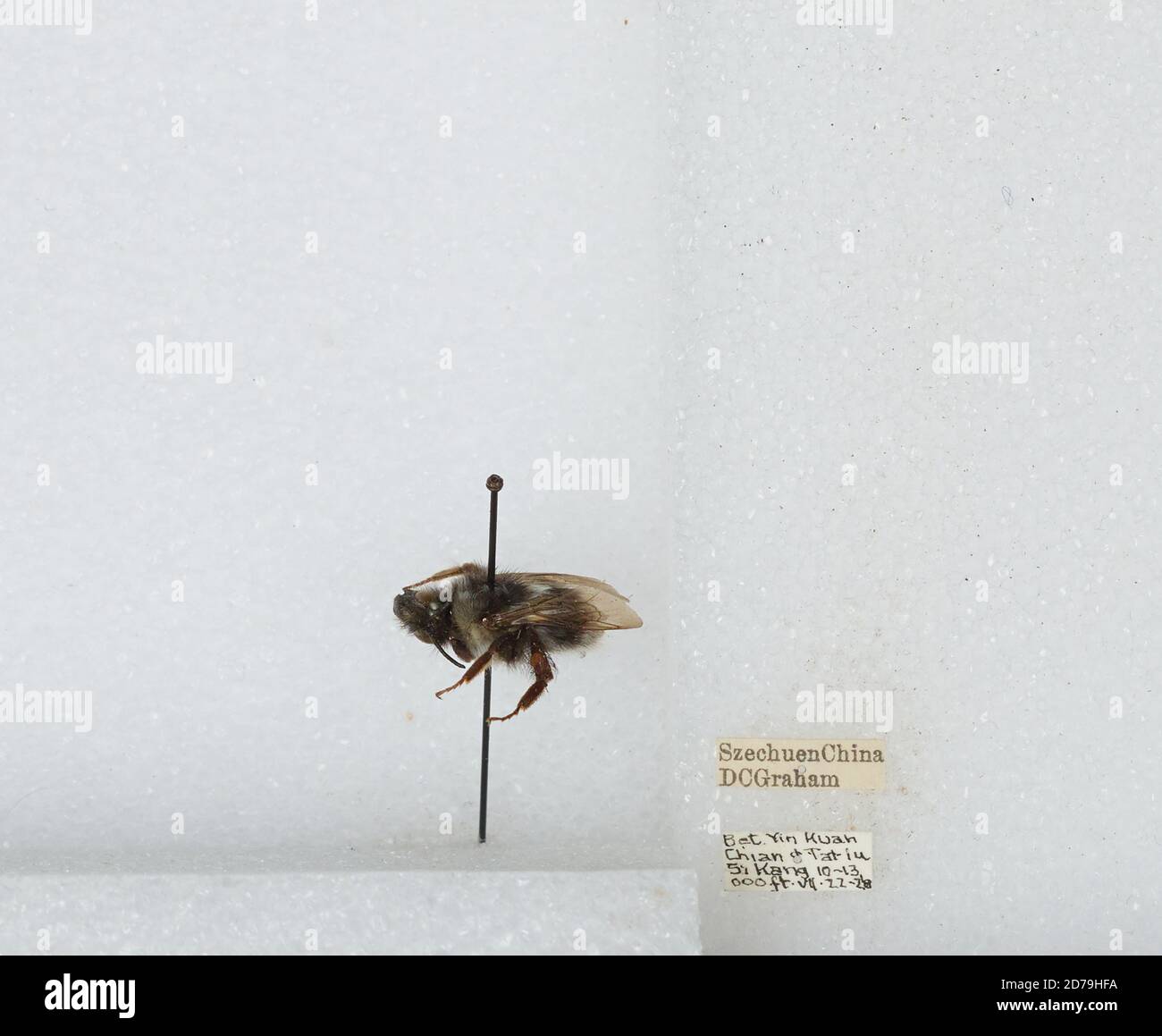 Between Yin Kuah Chian and Tatiu Si Kang, Sichaun, China, Bombus sp ...