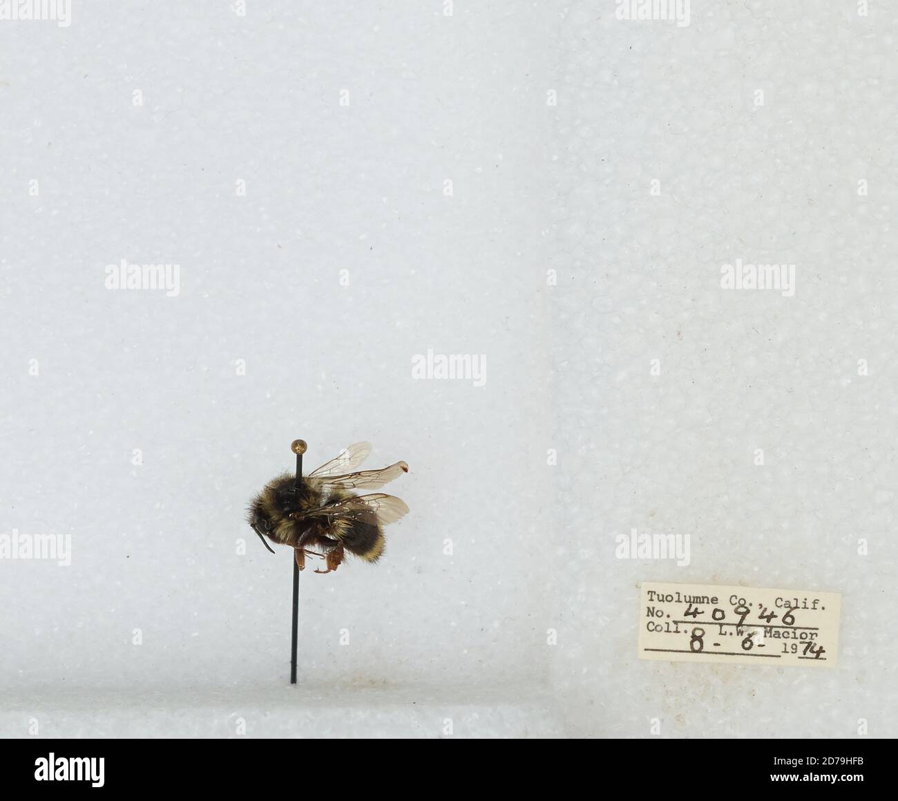 Tuolumne, California, United States, Bombus bifarius nearcticus ...