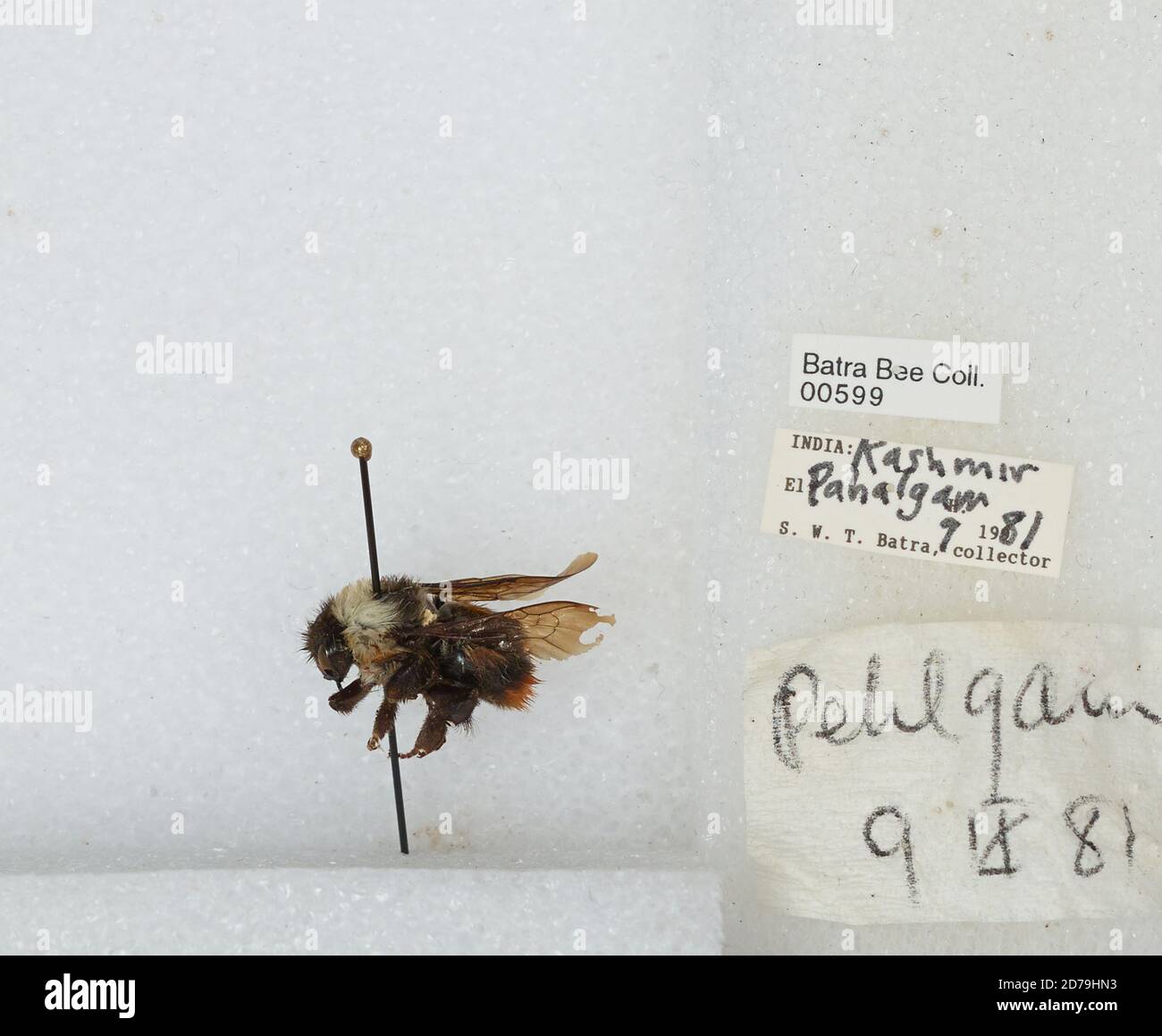 Pahalgam, Kashmir, India, Bombus sp., Animalia, Arthropoda, Insecta ...