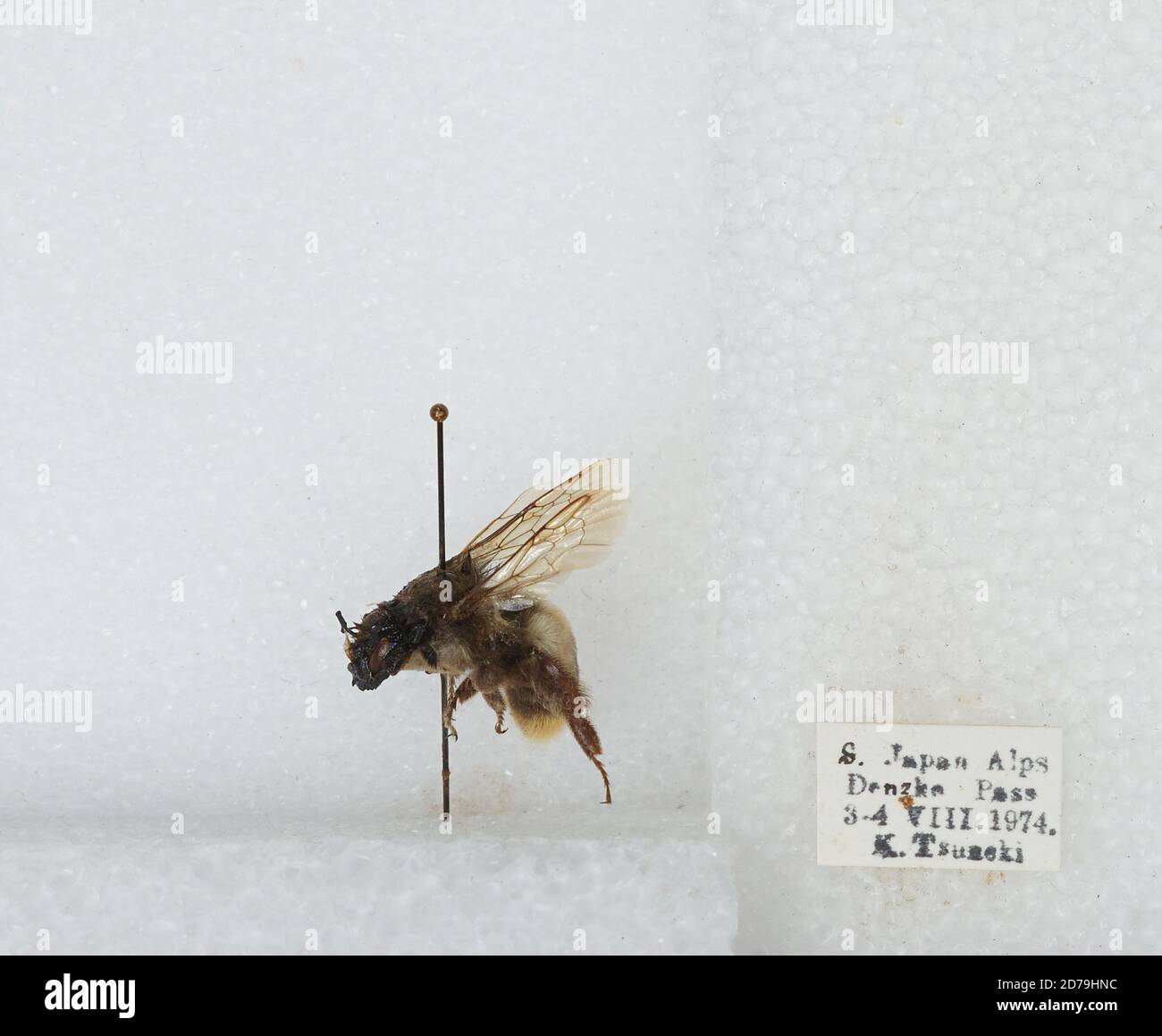 South Japan Alps Denzke Pass, Japan, Bombus sp., Animalia, Arthropoda ...
