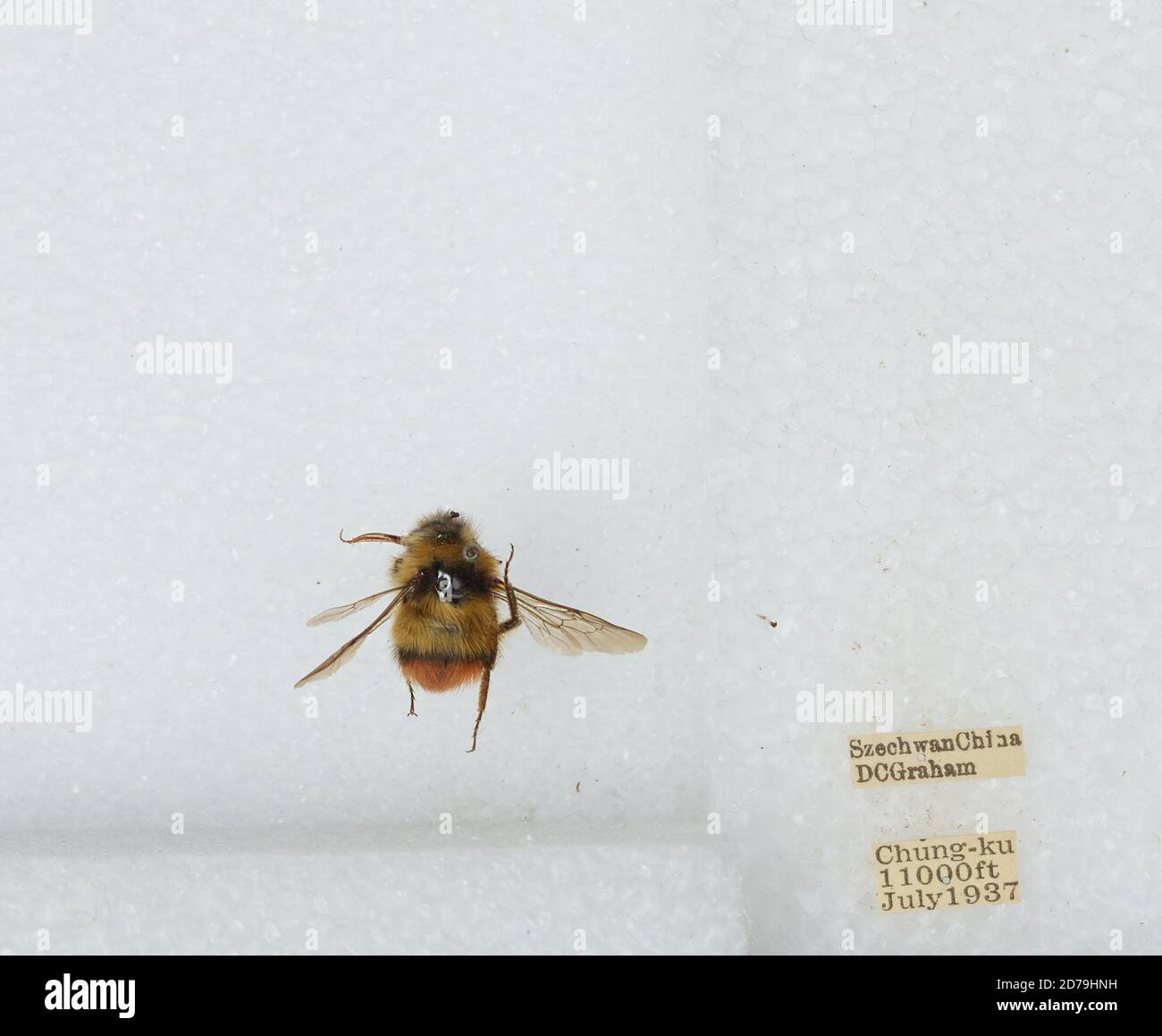 Chung-ku, Sichaun, China, Bombus sp., Animalia, Arthropoda, Insecta ...