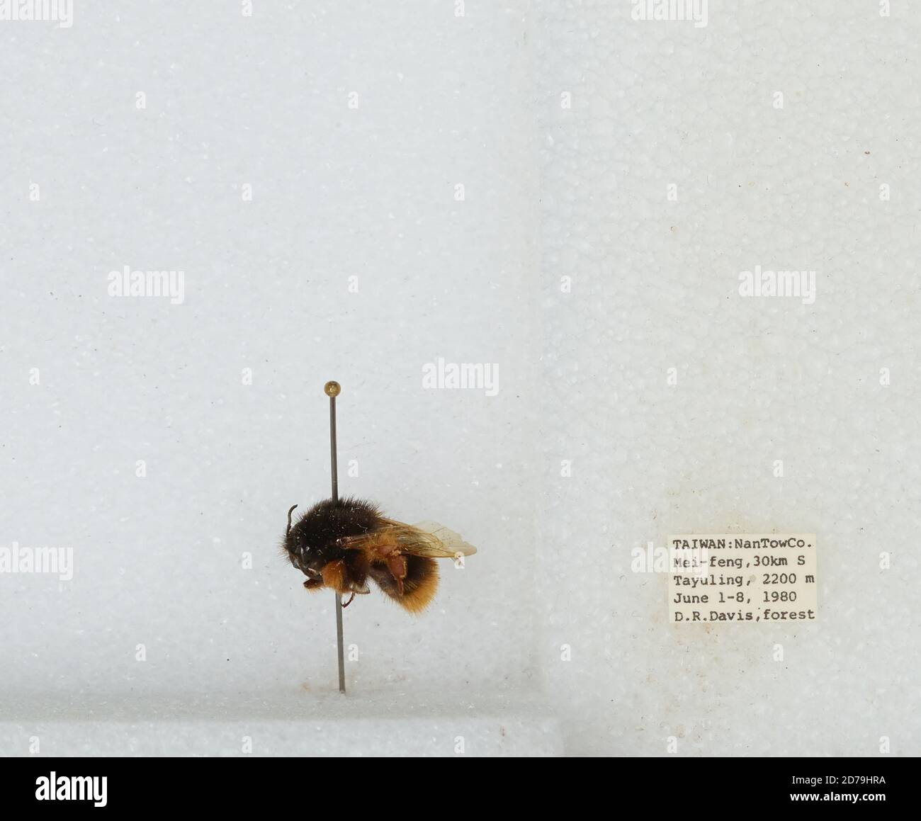 Mei-feng, 30 km S Tayuling, Nantou, Taiwan, Bombus sp., Animalia ...