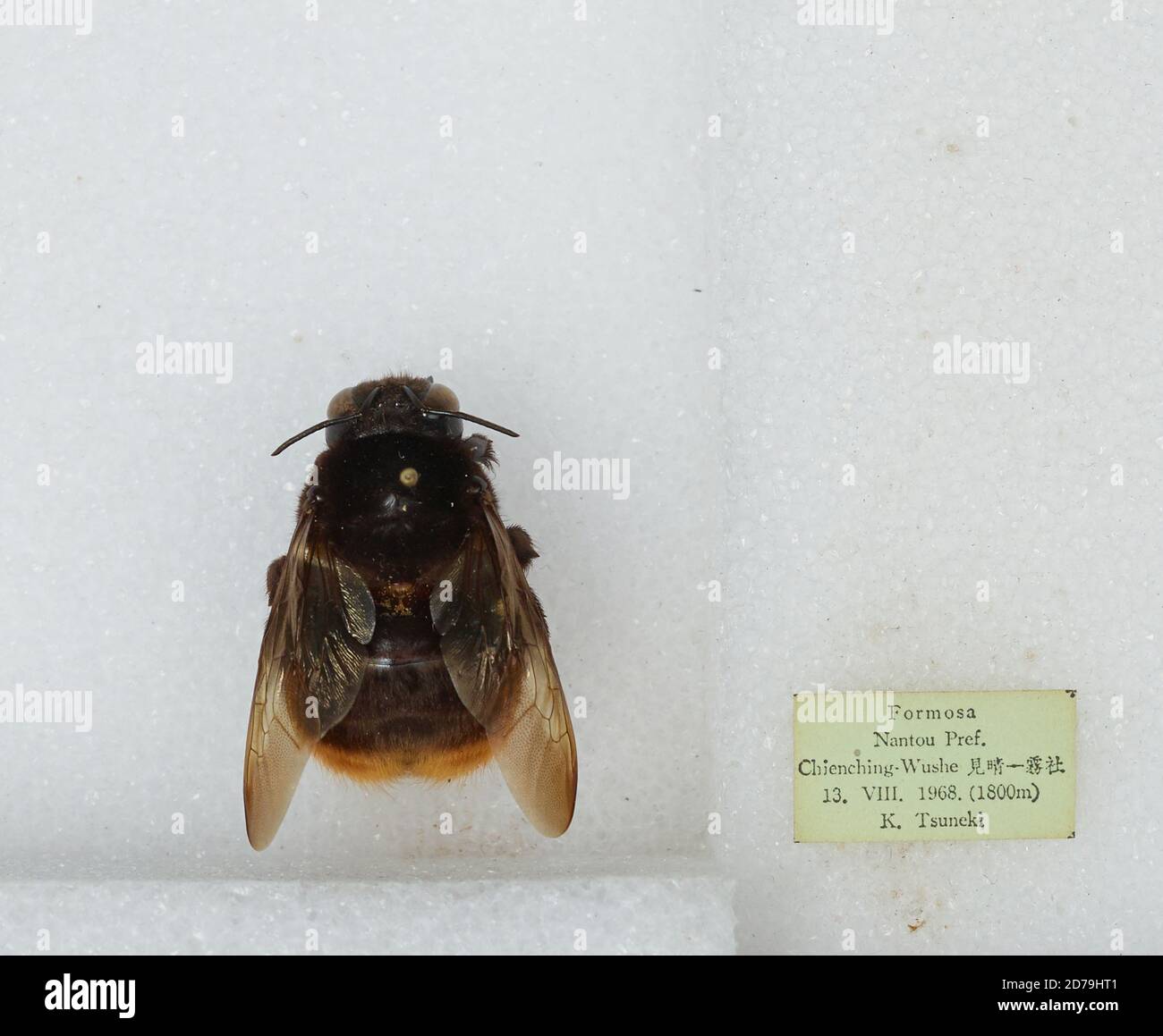 Chienching-Wushe, Nantou, Taiwan, Bombus sp., Animalia, Arthropoda ...