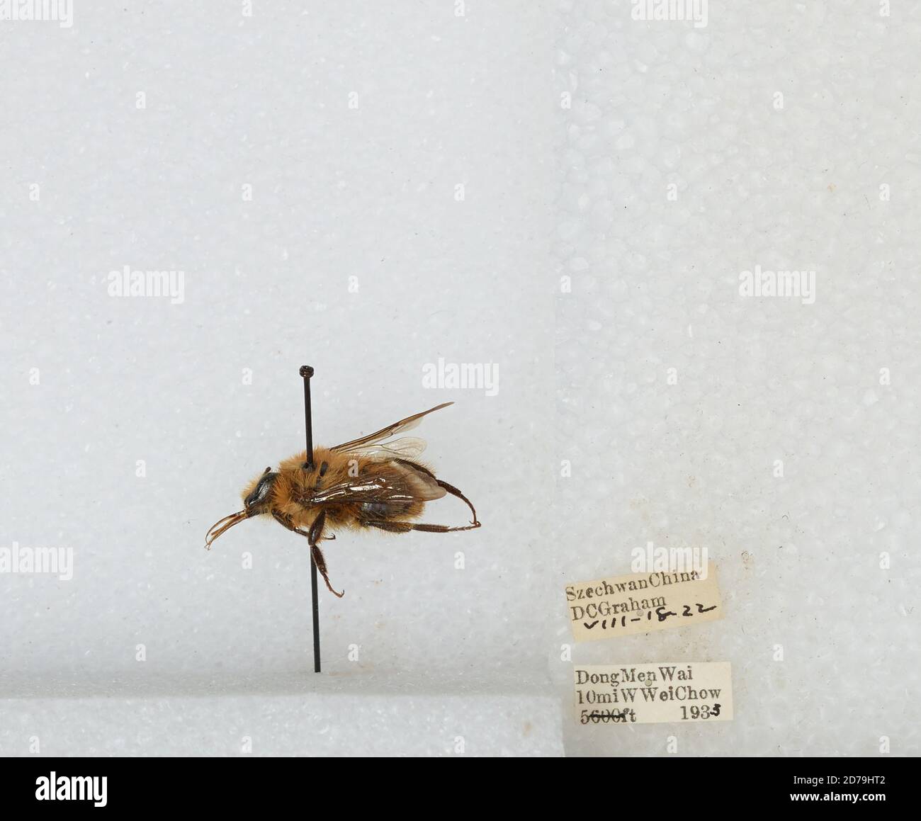 Dong Men Wai 10 mi W Wei Chow, Sichuan, China, Bombus sp., Animalia ...