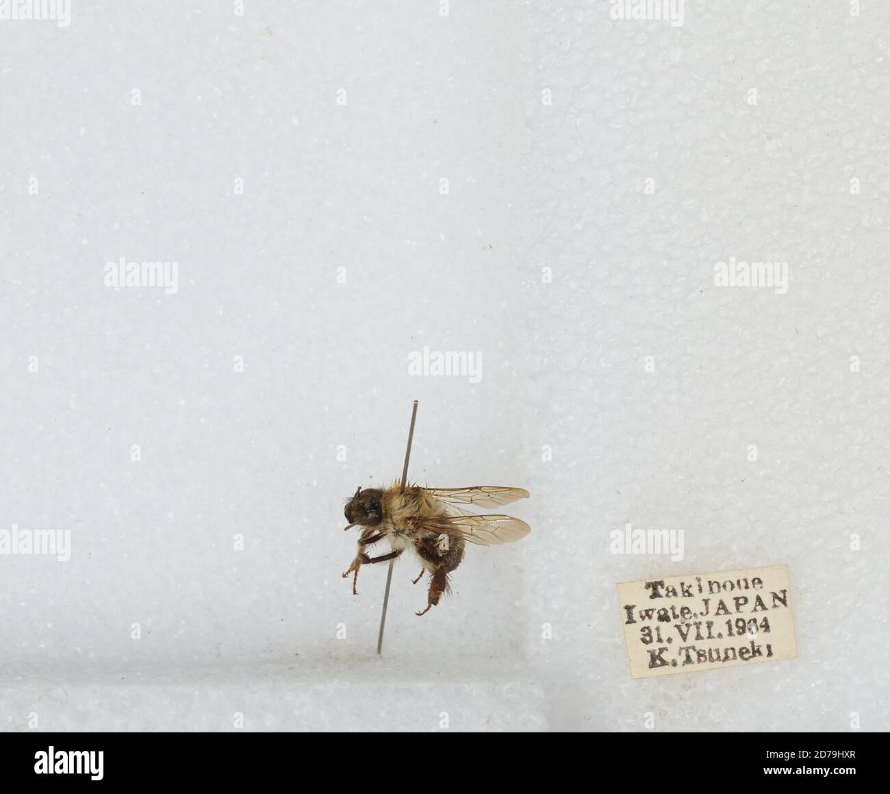 Takinoue, Iwate, Japan, Bombus sp., Animalia, Arthropoda, Insecta ...