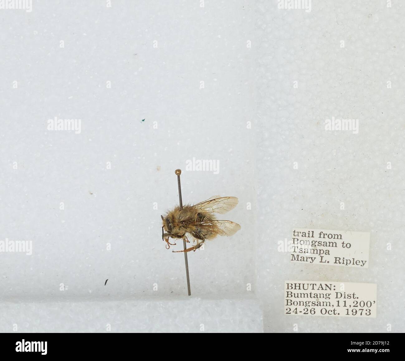 Bongsam, trail from Bongsam to Tsampa, Bumthang, Bhutan, Bombus sp ...