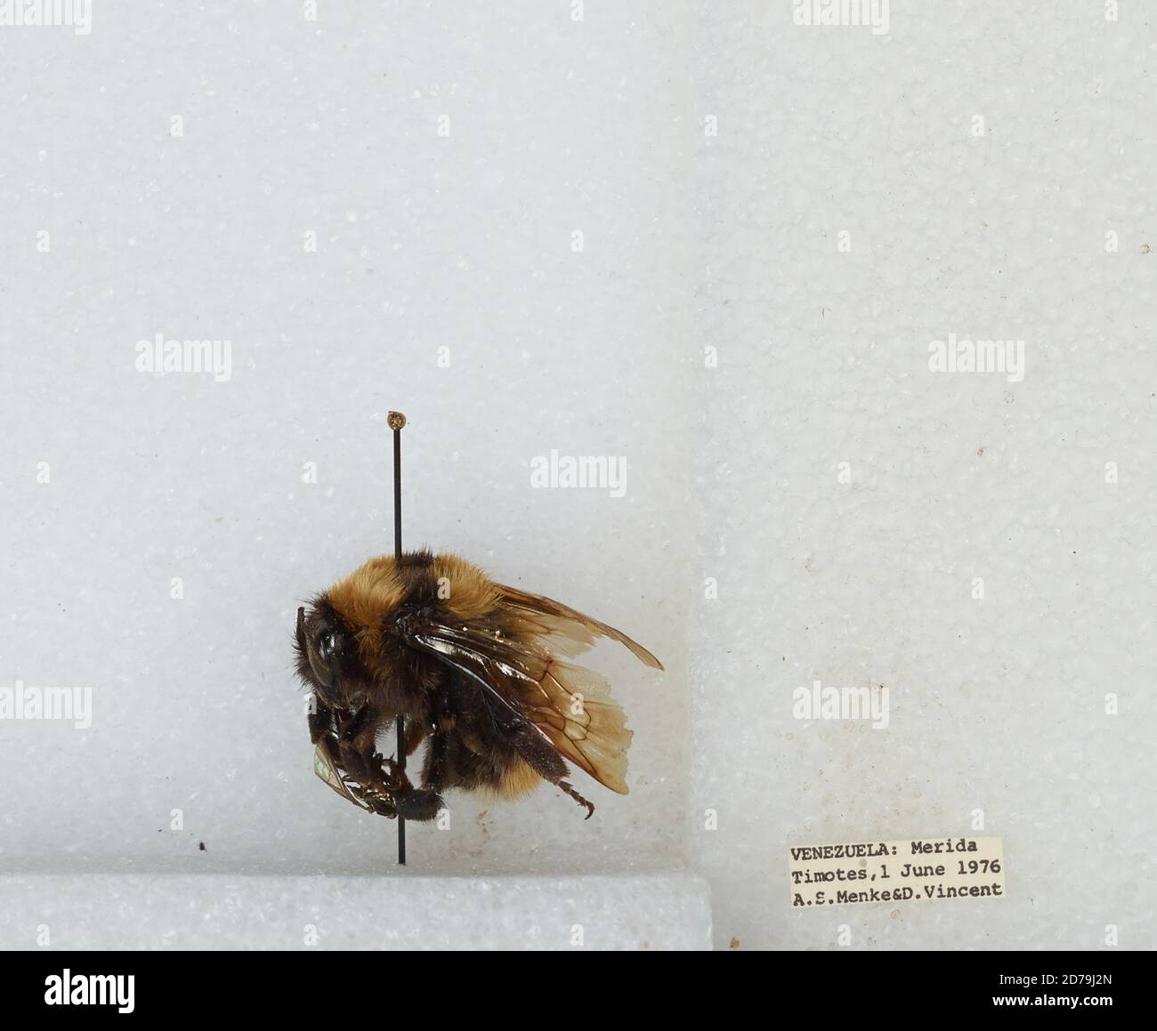 Timotes hi-res stock photography and images - Alamy