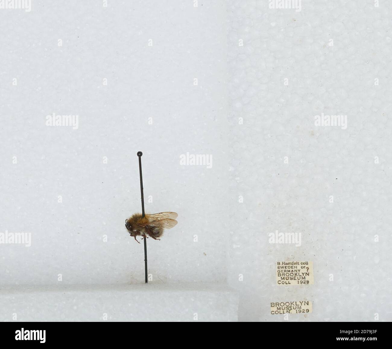 Sweden or Germany, Bombus sp., Animalia, Arthropoda, Insecta ...