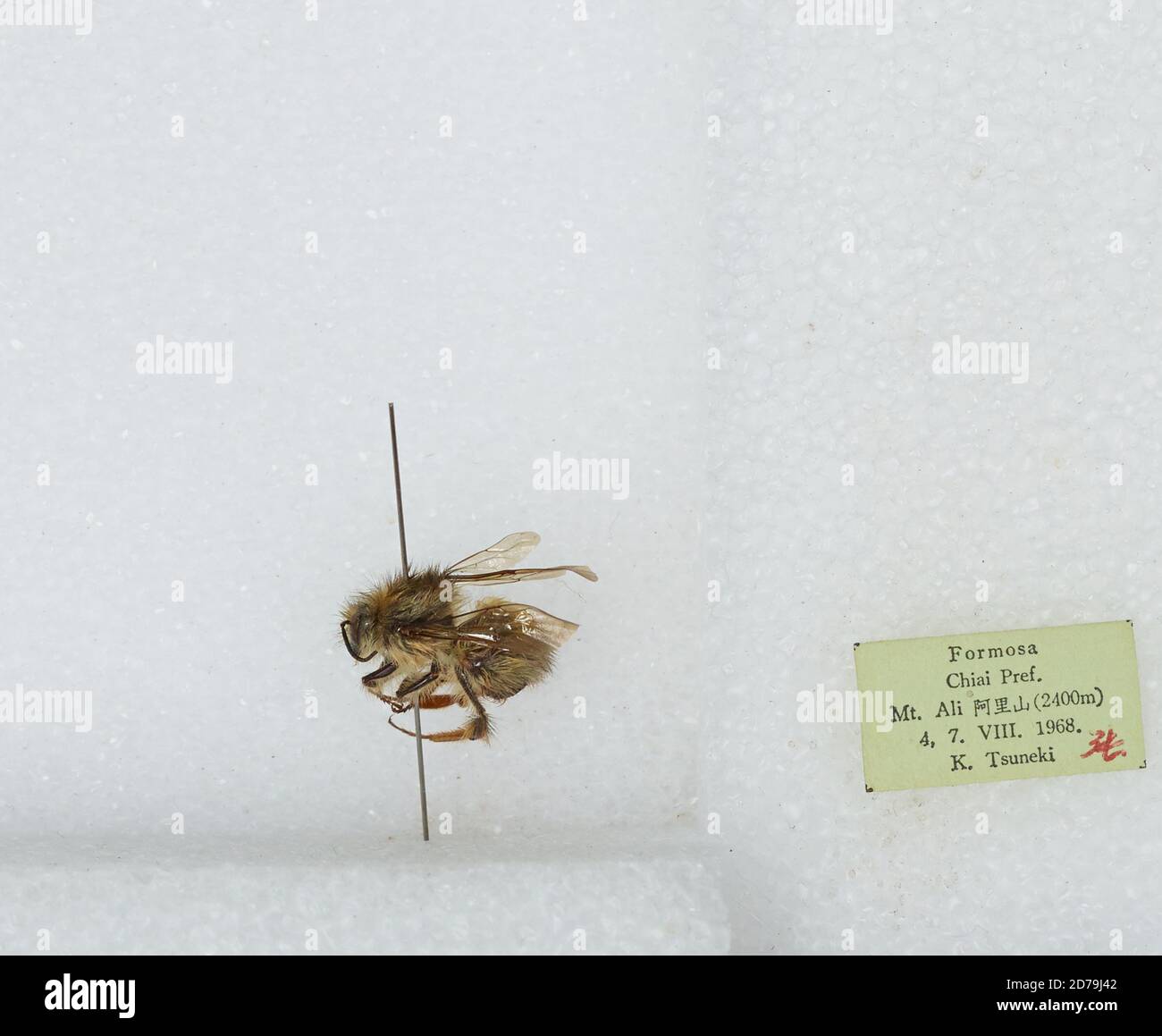 Mt. Ali, Chiayi, Taiwan, Bombus sp., Animalia, Arthropoda, Insecta ...