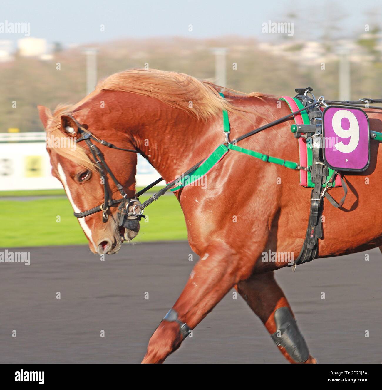 Hippodrome de courses de chevaux hi-res stock photography and images ...