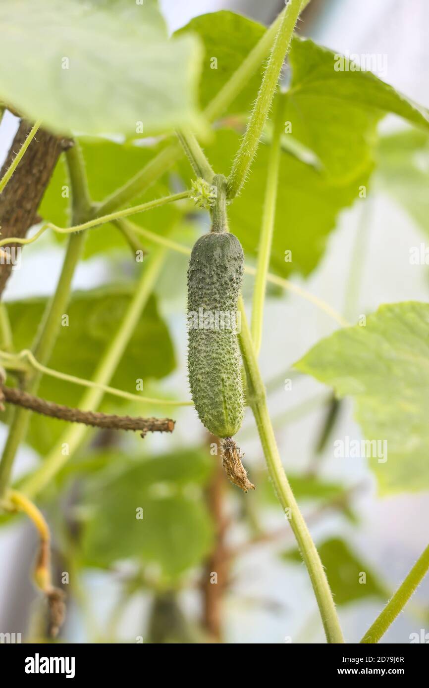 Small cucumber in greenhouse close up Stock Photo - Alamy