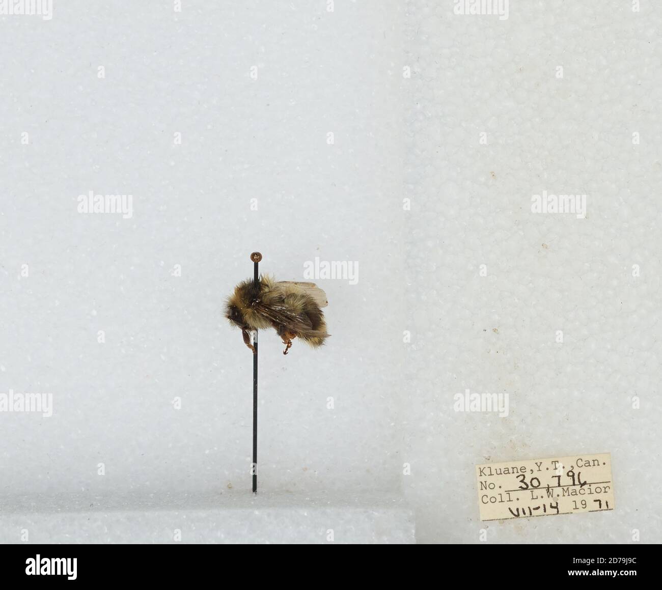 Kluane, Yukon Territory, Canada, Bombus bifarius nearcticus, Animalia, Arthropoda, Insecta ...