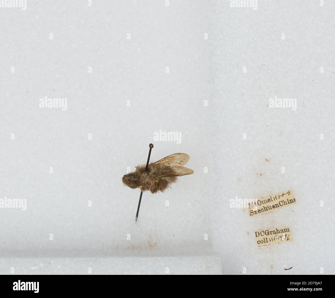 Mount Emei, Sichuan, China, Bombus sp., Animalia, Arthropoda, Insecta ...