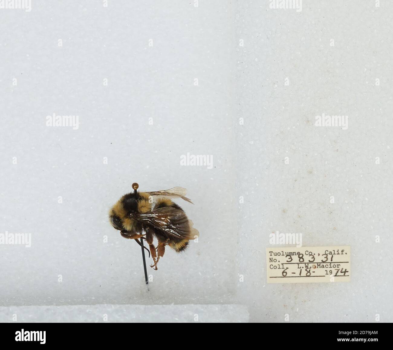 Tuolumne, California, United States, Bombus bifarius nearcticus ...