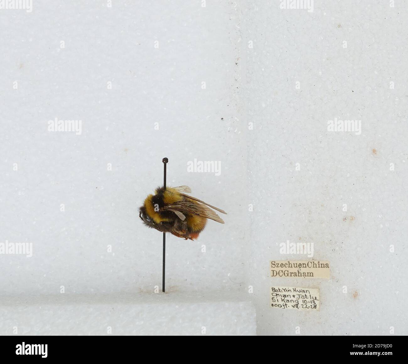 Between Yin Kuan Chian & Tat Lu Si Kang, Sichuan, China, Bombus sp ...