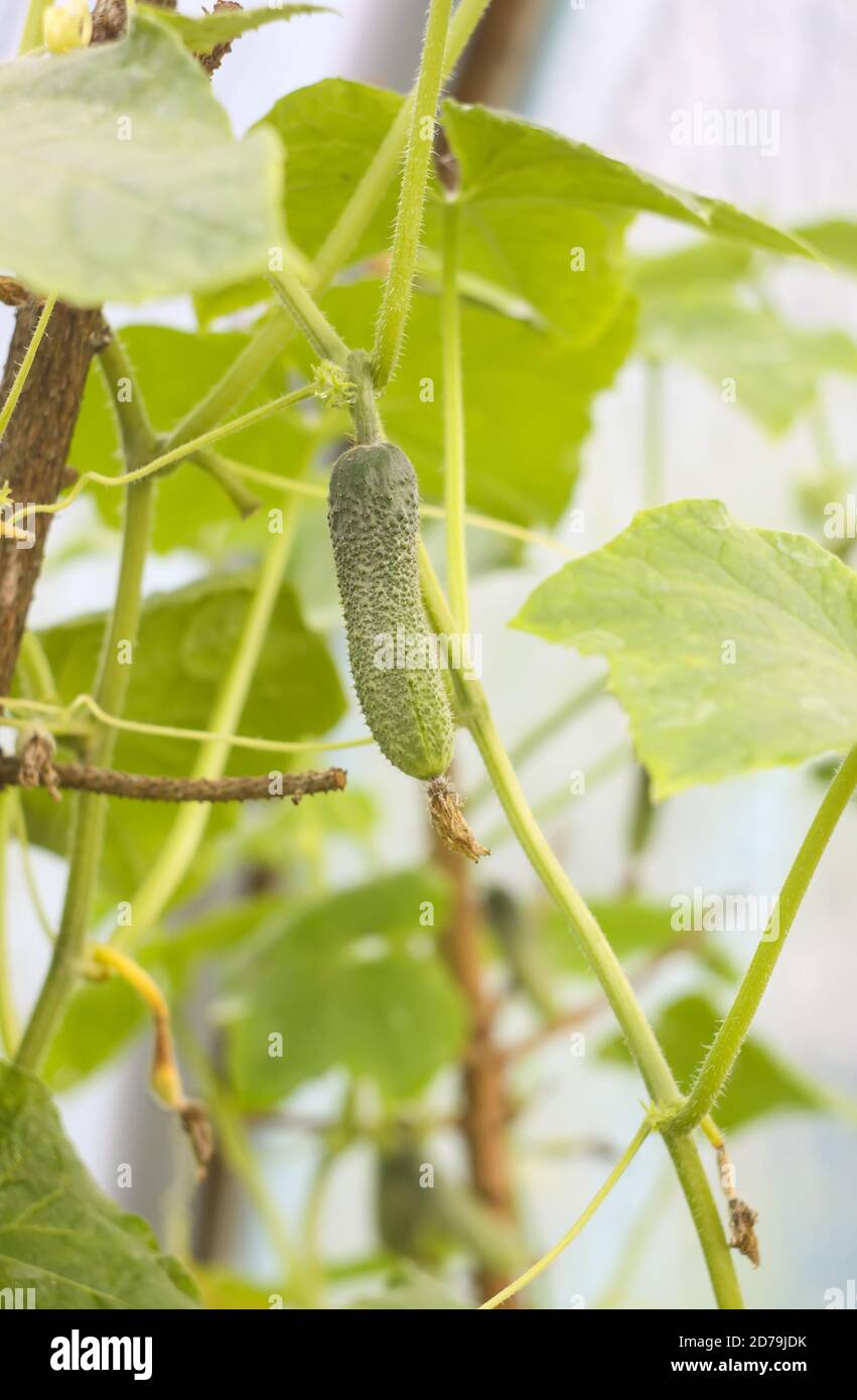 Small cucumber in greenhouse close up Stock Photo - Alamy