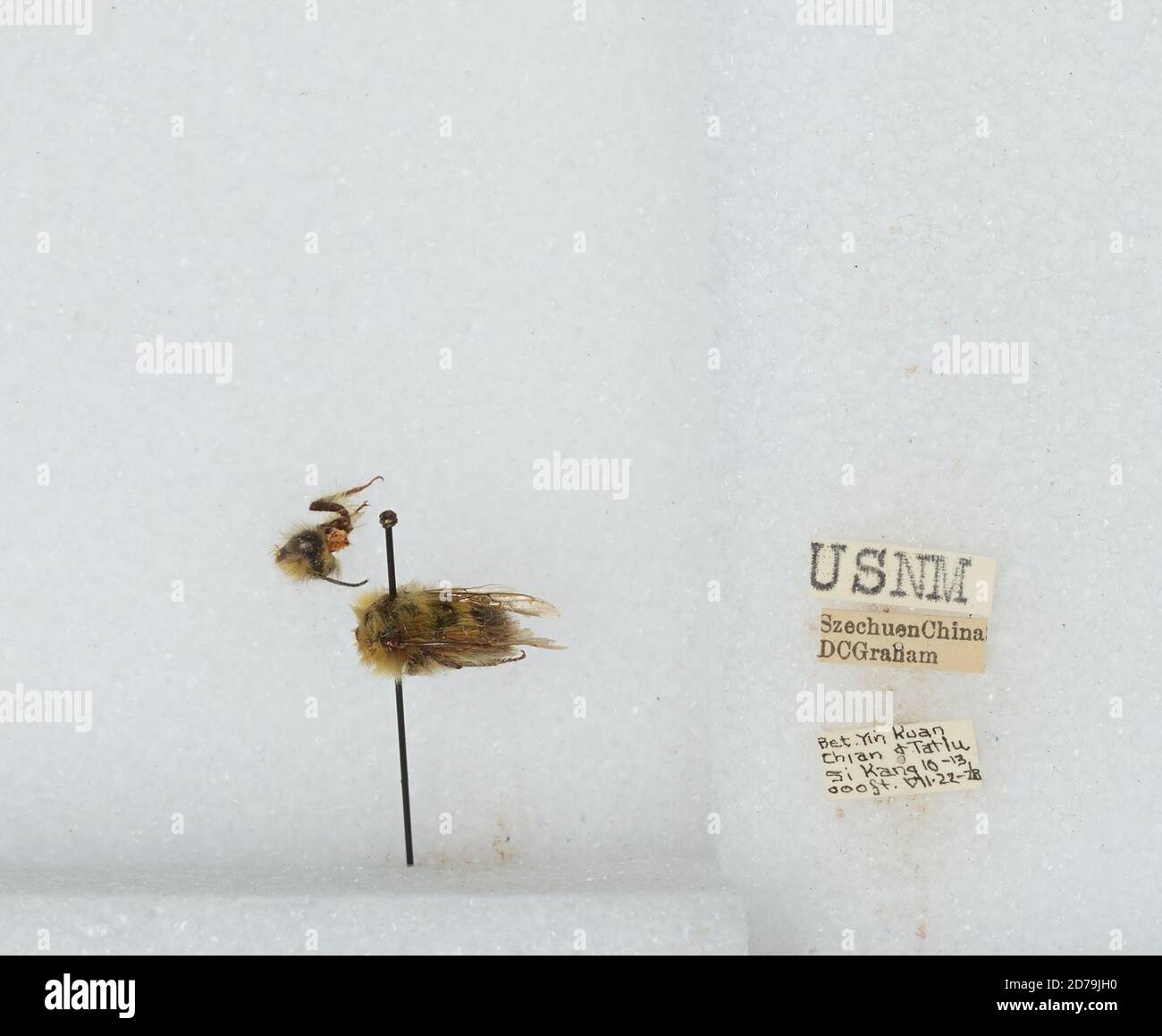 Between Yin Kuan Chian & Tatlu Si Kang, Sichuan, China, Bombus sp ...