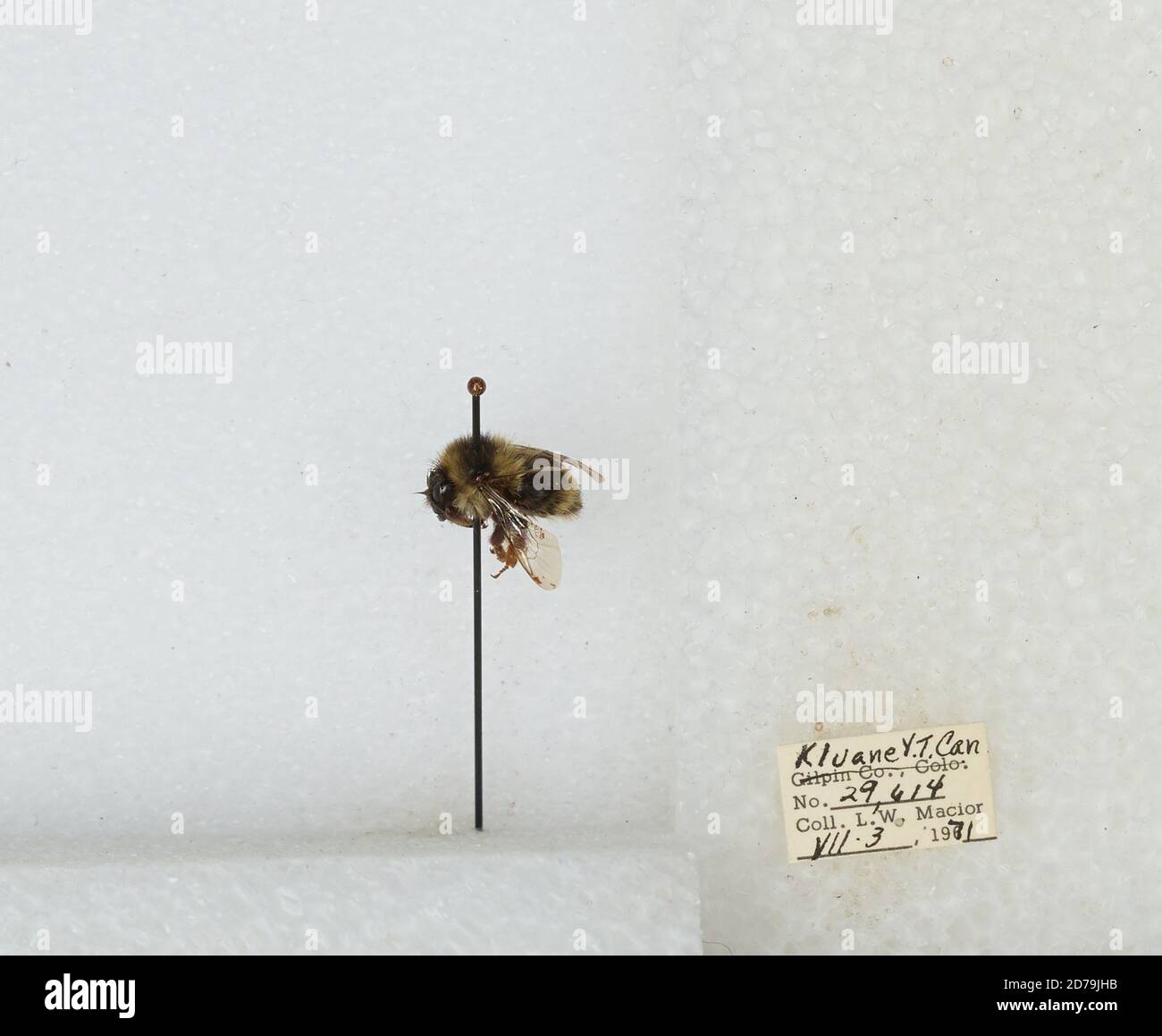 Kluane, Yukon Territory, Canada, Bombus bifarius nearcticus, Animalia ...