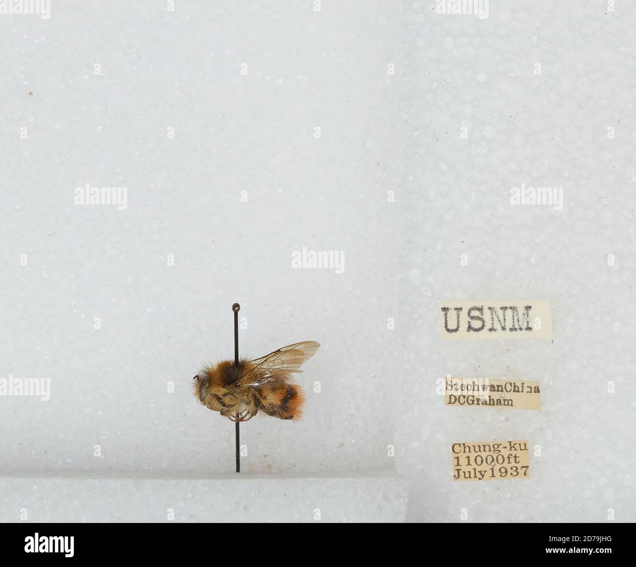 Chung-ku, Sichuan, China, Bombus sp., Animalia, Arthropoda, Insecta ...