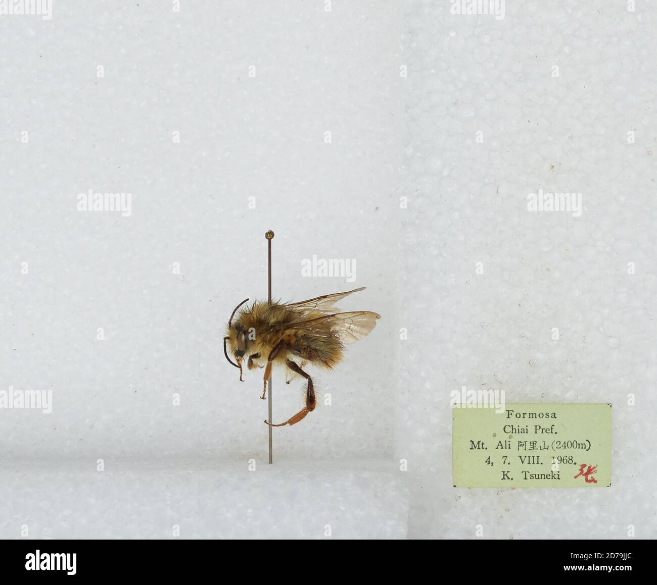 Mt. Ali, Chiayi, Taiwan, Bombus sp., Animalia, Arthropoda, Insecta ...
