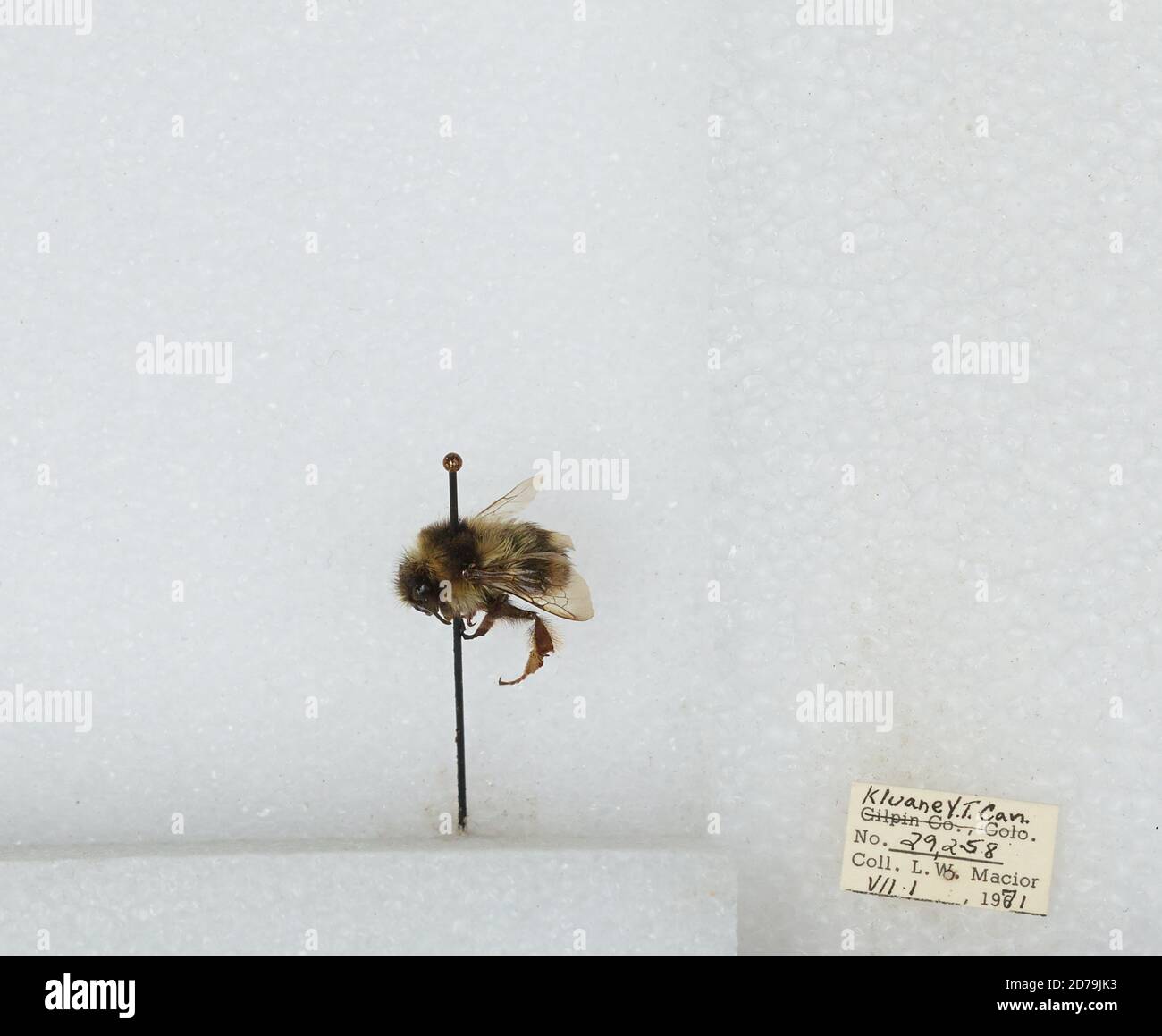 Kluane, Yukon Territory, Canada, Bombus bifarius nearcticus, Animalia ...