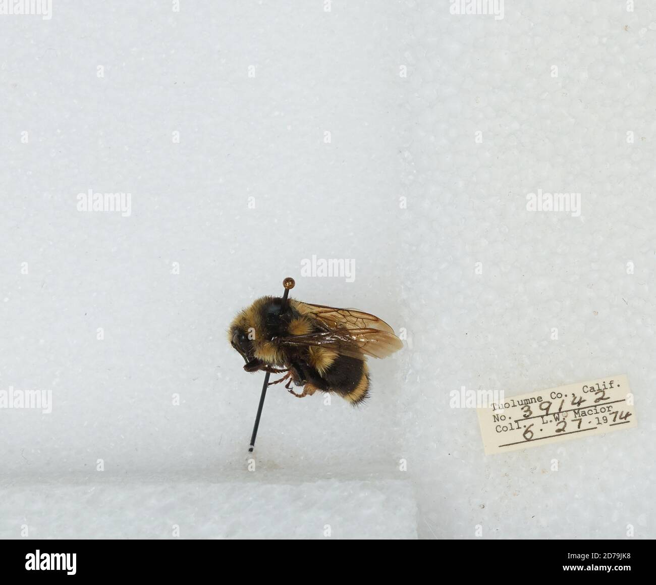 Tuolumne, California, United States, Bombus bifarius nearcticus ...