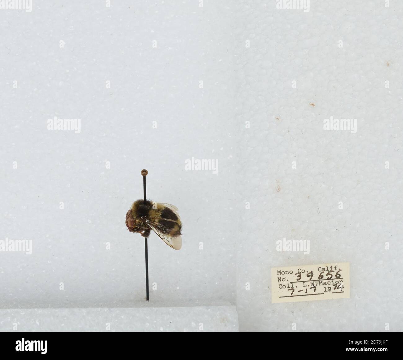 Mono, California, United States, Bombus bifarius nearcticus, Animalia ...