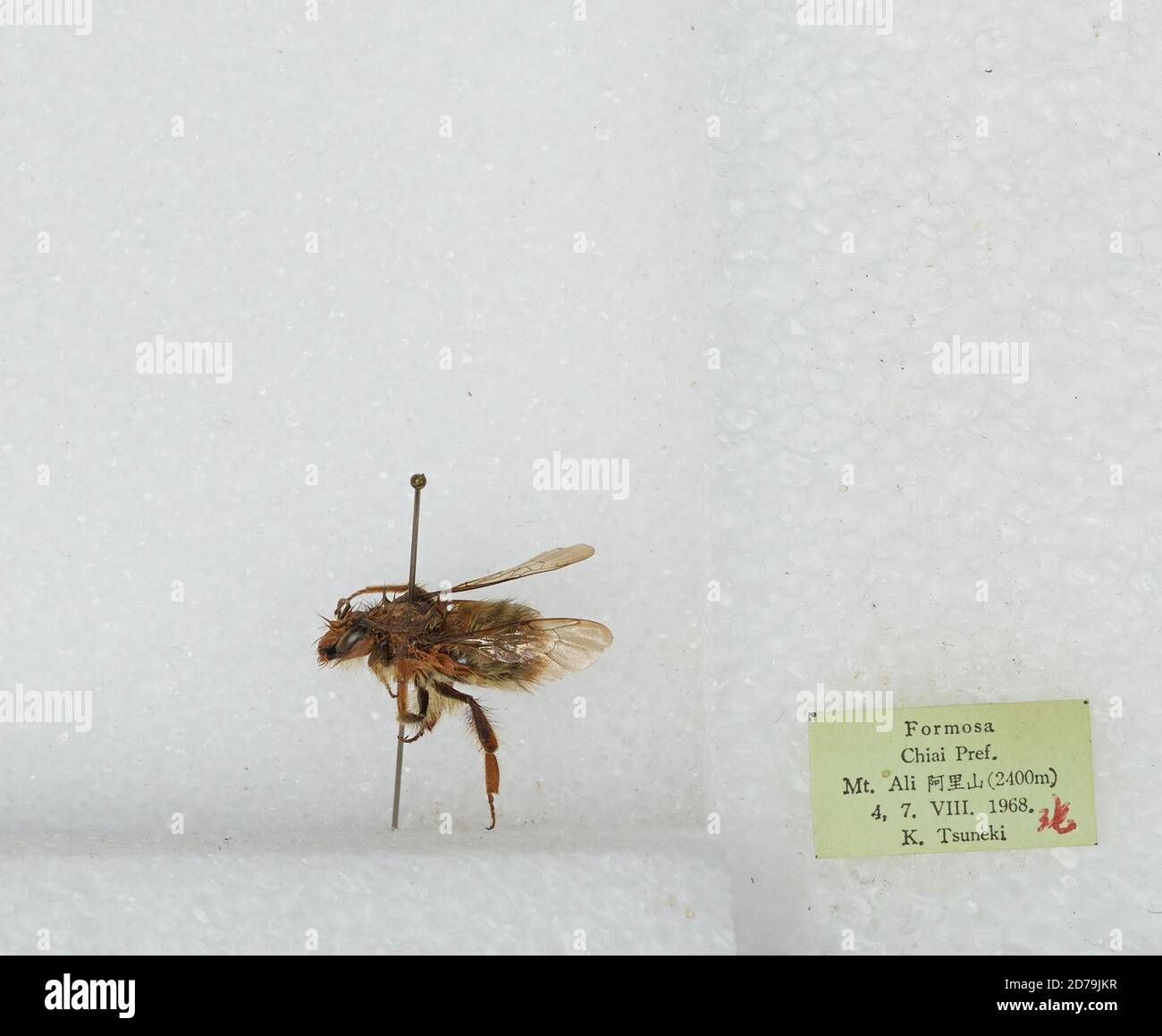 Mt. Ali, Chaiyi, Taiwan, Bombus sp., Animalia, Arthropoda, Insecta ...