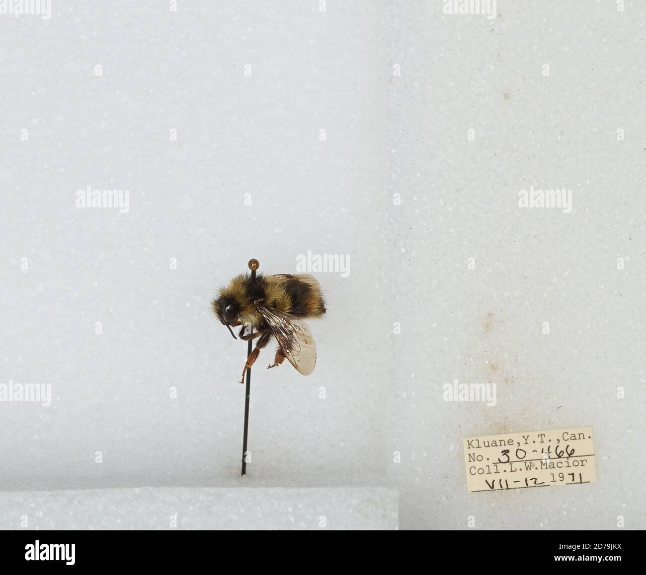 Kluane, Yukon Territory, Canada, Bombus bifarius nearcticus, Animalia ...