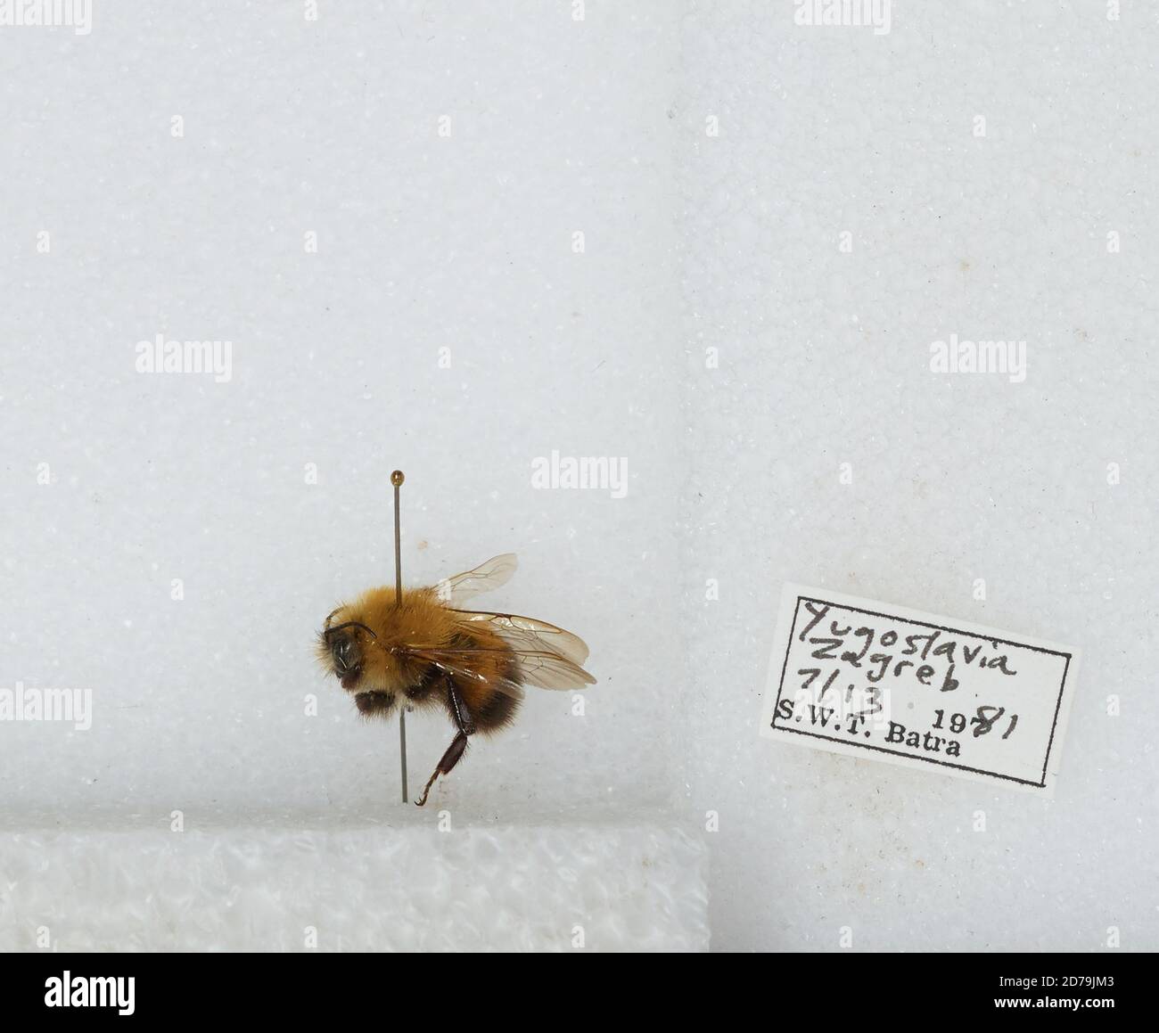Zagreb, Grad Zagreb, Croatia, Bombus sp., Animalia, Arthropoda, Insecta ...
