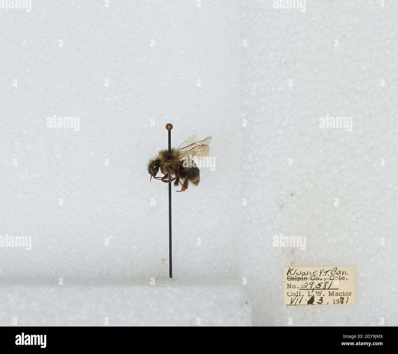 Kluane, Yukon Territory, Canada, Bombus bifarius nearcticus, Animalia ...