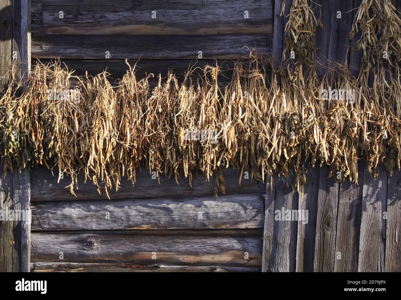 Dried beans hanging on the wall of old rural building during of drying ...