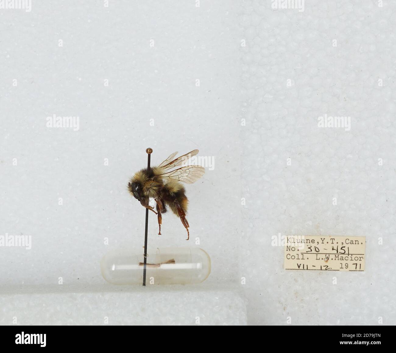 Kluane, Yukon Territory, Canada, Bombus bifarius nearcticus, Animalia ...