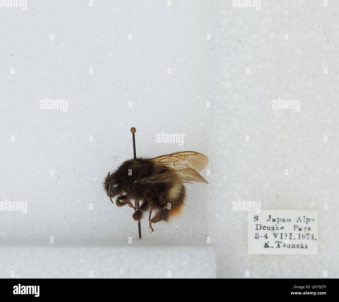 S Japan Alps Denzke Pass, Japan, Bombus sp., Animalia, Arthropoda ...
