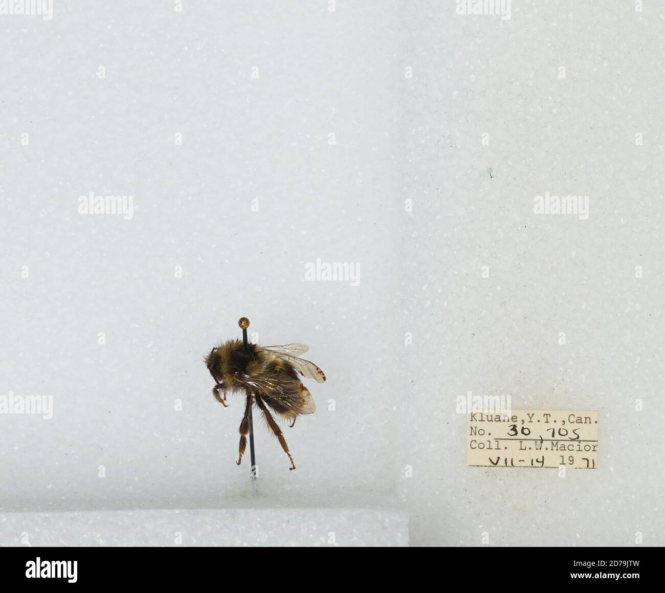 Kluane, Yukon Territory, Canada, Bombus bifarius nearcticus, Animalia ...