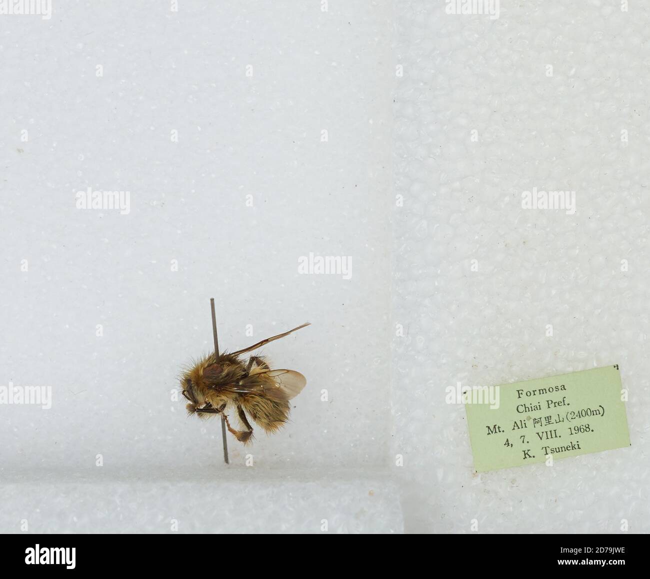Mt. Ali, Chiayi, Taiwan, Bombus sp., Animalia, Arthropoda, Insecta ...