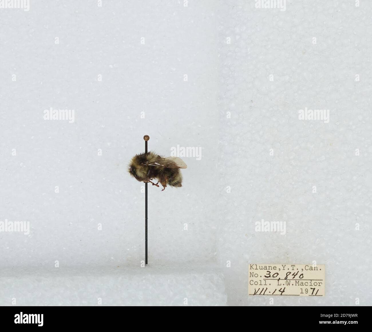 Kluane, Yukon Territory, Canada, Bombus bifarius nearcticus, Animalia, Arthropoda, Insecta ...