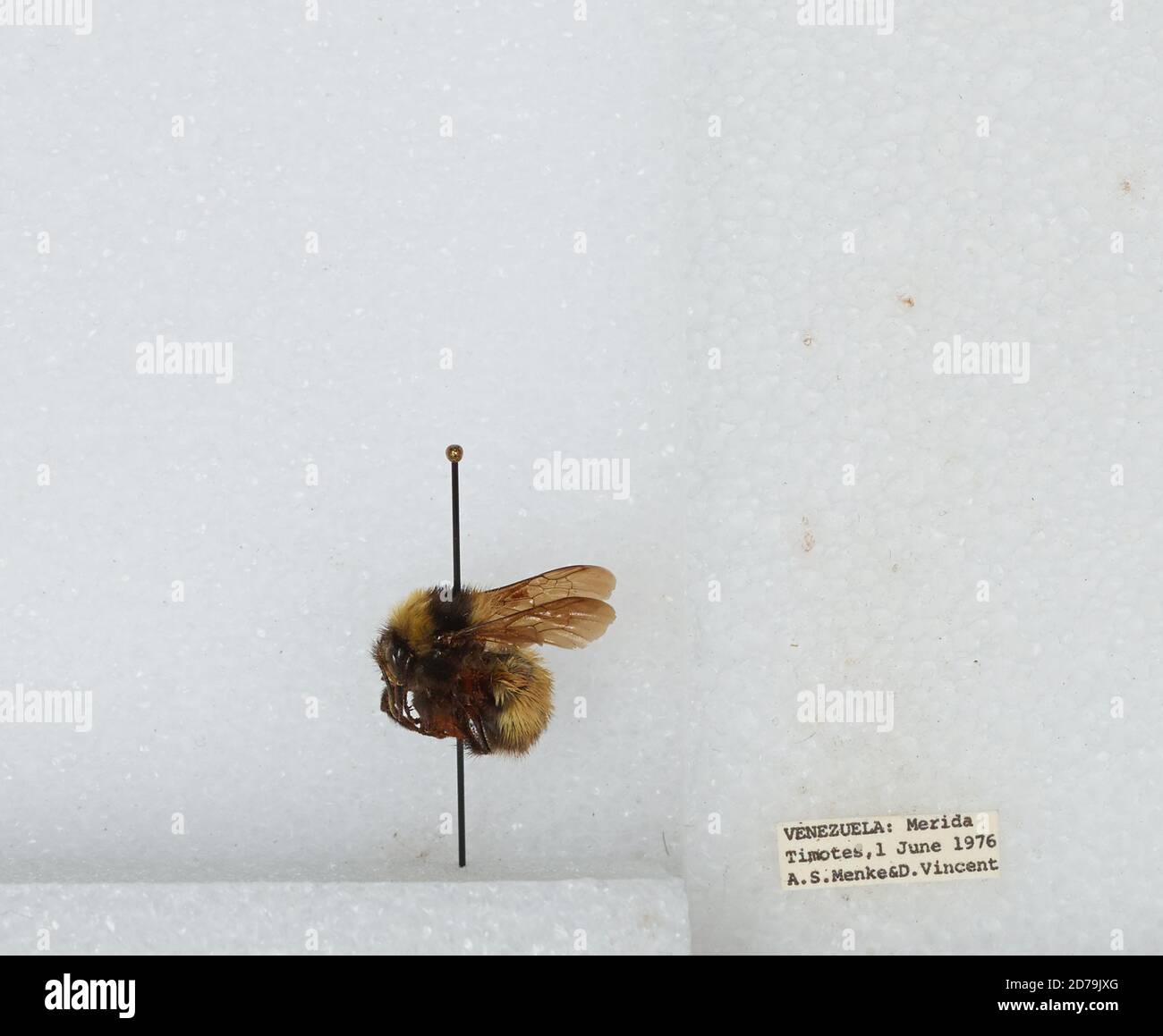 Timotes, Merida, Venezuela, Bombus sp., Animalia, Arthropoda, Insecta ...